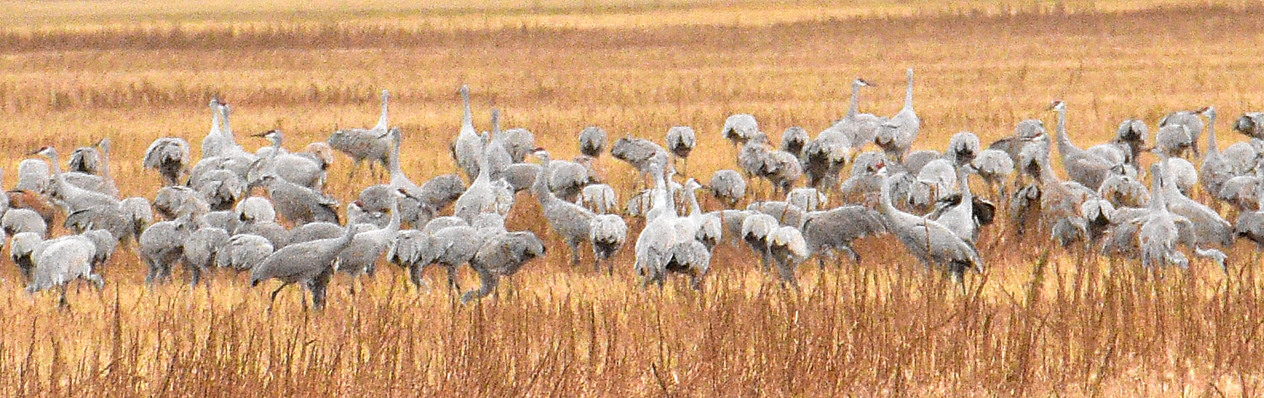 Blast from the past: Historical observations and fall birding in ...