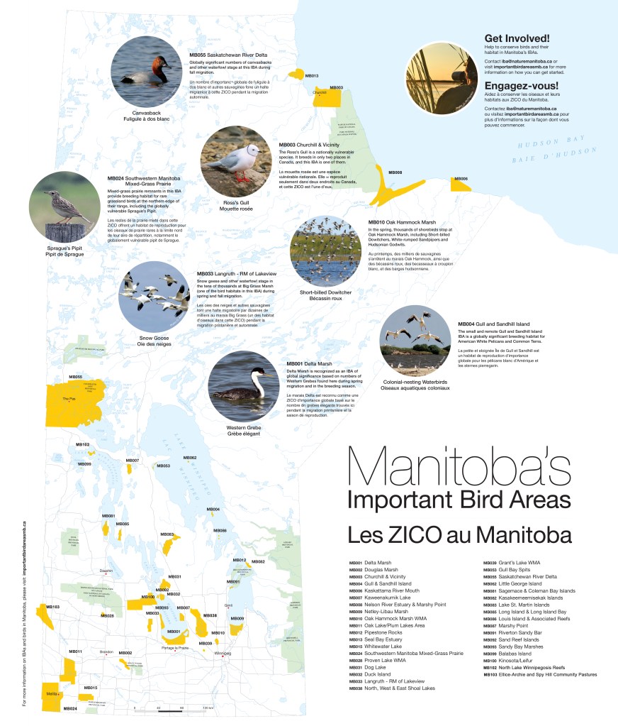 Manitoba Important Bird Areas Program | Connecting people and nature to ...