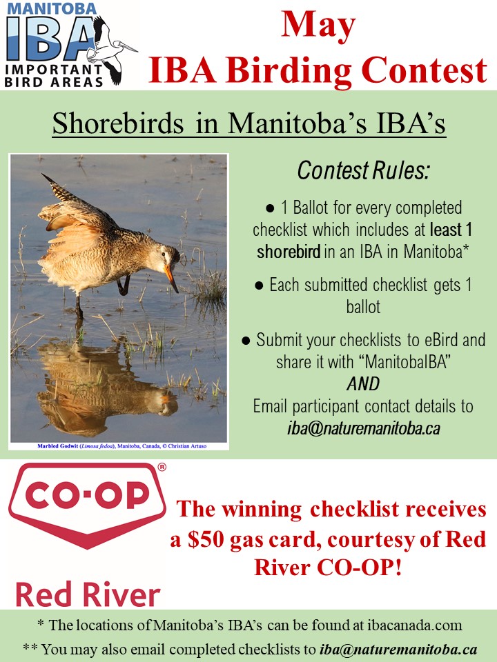 May IBA Contest – Shorebirds | Manitoba Important Bird Areas Program
