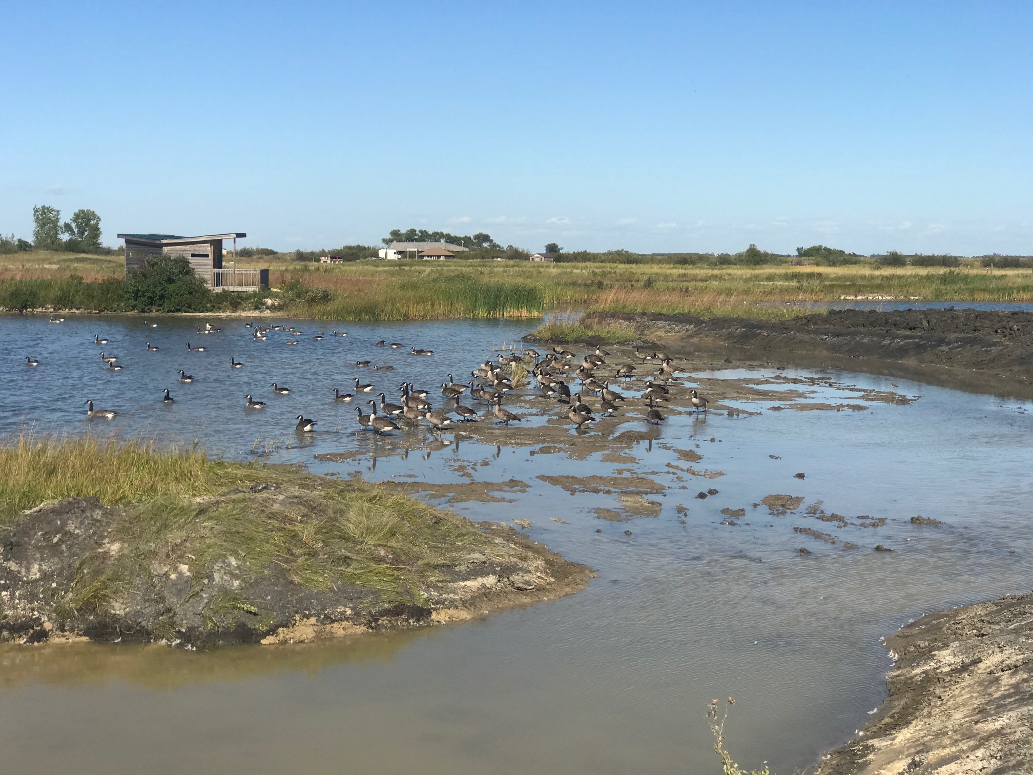 Manitoba’s First Shorebird Scrape | Manitoba Important Bird Areas Program
