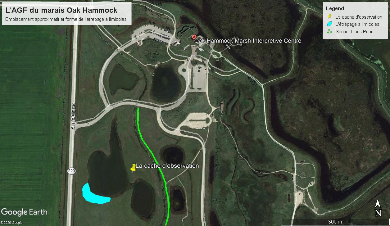 Manitoba’s First Shorebird Scrape | Manitoba Important Bird Areas Program