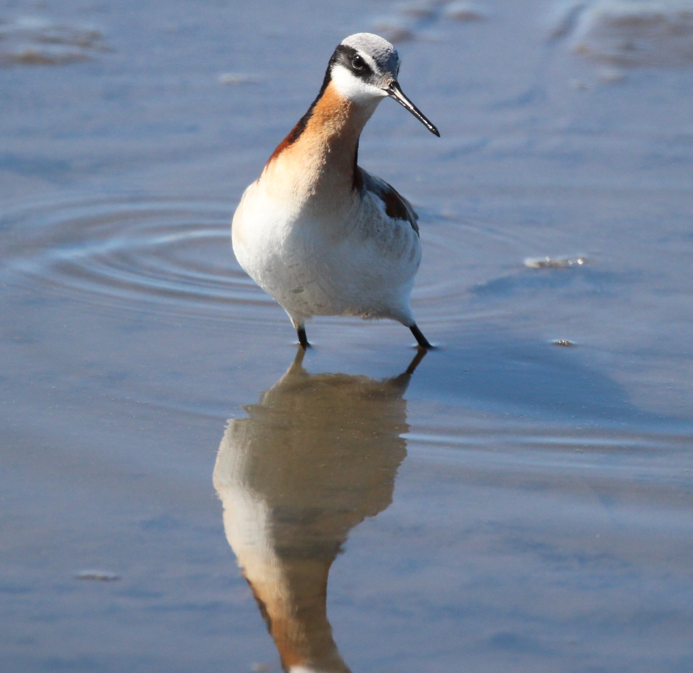 What’s in the Water? – Whitewater Lake Blitz | Manitoba Important Bird ...